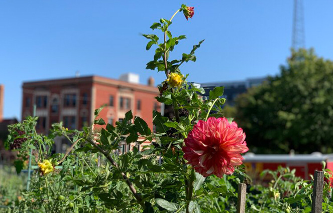 North Cass Community Garden | Midtown Detroit Inc